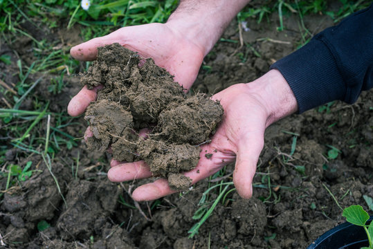 Zolla 이미지 – 찾아보기 315 스톡 사진, 벡터 및 비디오 | Adobe Stock