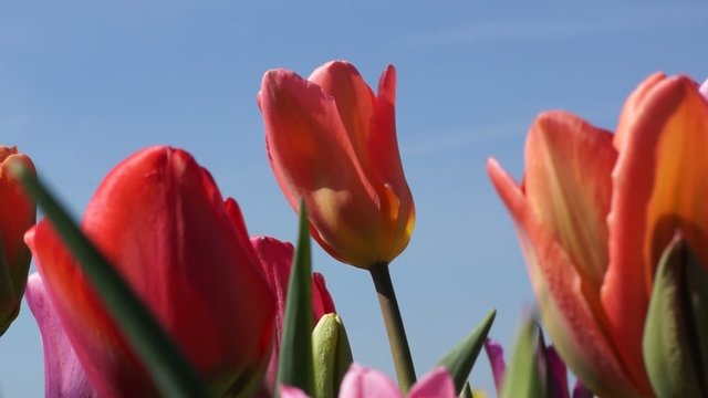 Osern Imagens – Procure 30 fotos, vetores e vídeos | Adobe Stock