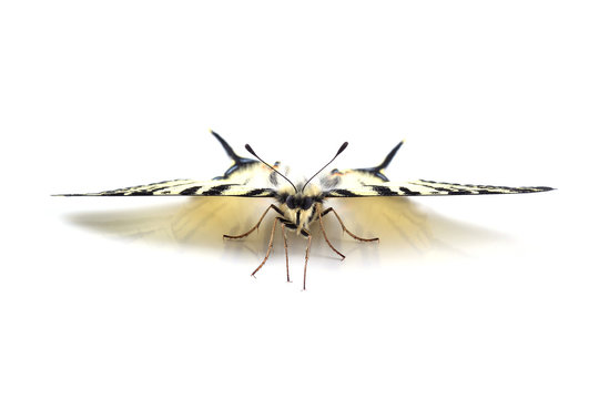 รูปภาพScarse – เลือกดูภาพถ่ายสต็อก เวกเตอร์ และวิดีโอ84 | Adobe Stock