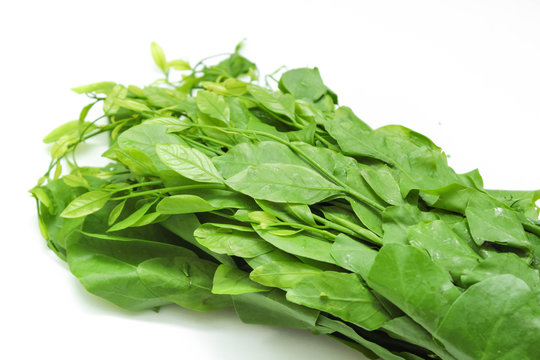 「Pak-Wan」の写真素材 | 303件の無料イラスト画像 | Adobe Stock