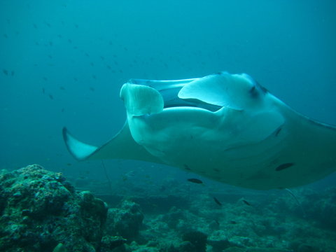 Teufelsrochen Bilder – Durchsuchen 1,070 Archivfotos, Vektorgrafiken ...