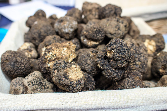 รูปภาพTrifola – เลือกดูภาพถ่ายสต็อก เวกเตอร์ และวิดีโอ83 | Adobe Stock