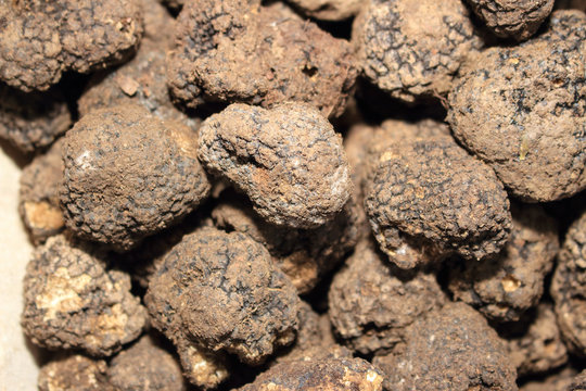 รูปภาพTrifola – เลือกดูภาพถ่ายสต็อก เวกเตอร์ และวิดีโอ83 | Adobe Stock