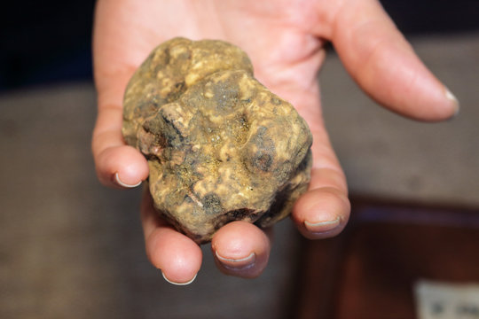 Trifola Images – Browse 77 Stock Photos, Vectors, and Video | Adobe Stock