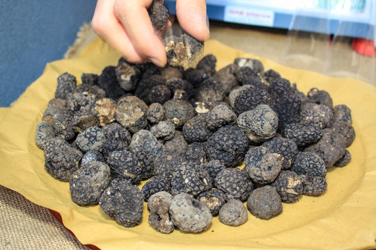 Trifola Images – Browse 77 Stock Photos, Vectors, and Video | Adobe Stock