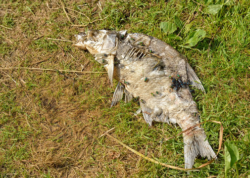 รูปภาพVerwesung – เลือกดูภาพถ่ายสต็อก เวกเตอร์ และวิดีโอ735 | Adobe Stock