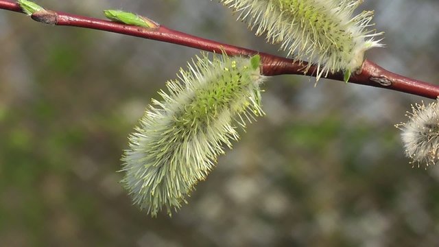 "Catkin Flower"-Bilder: Stock-Fotos & -Videos. | Adobe Stock
