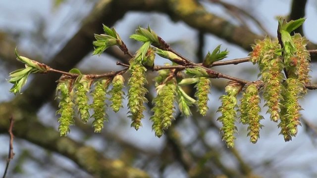 "Catkin Flower"-Bilder: Stock-Fotos & -Videos. | Adobe Stock