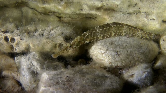 รูปภาพSnouted – เลือกดูภาพถ่ายสต็อก เวกเตอร์ และวิดีโอ249,675 | Adobe Stock