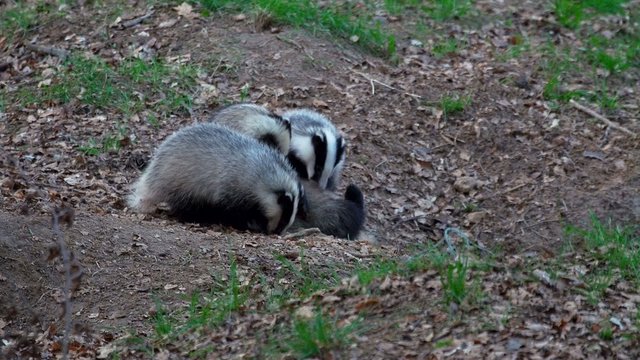 รูปภาพDachsbau – เลือกดูภาพถ่ายสต็อก เวกเตอร์ และวิดีโอ80 | Adobe Stock