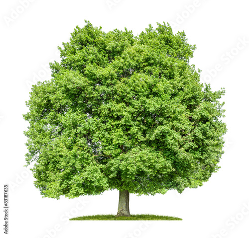 "Alte Eiche vor einem weißen Hintergrund" Stockfotos und lizenzfreie ...