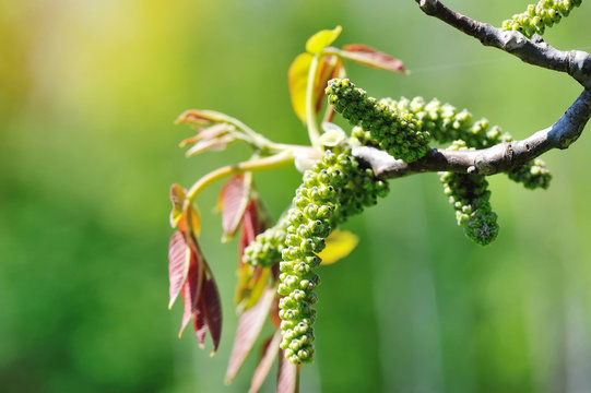 Walnut Flower Images – Browse 15,560 Stock Photos, Vectors, and Video ...