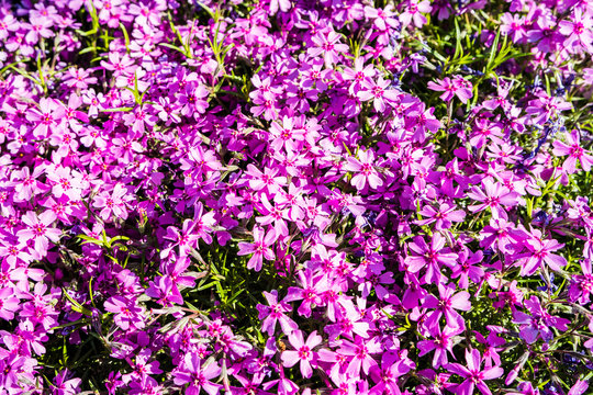 「Blumme」の写真素材 | 122件の無料イラスト画像 | Adobe Stock