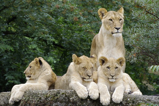 รูปภาพSomnoler – เลือกดูภาพถ่ายสต็อก เวกเตอร์ และวิดีโอ127 | Adobe Stock