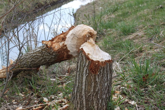 Biberbau bilder – Bläddra bland 157 stockfoton, vektorer och videor ...