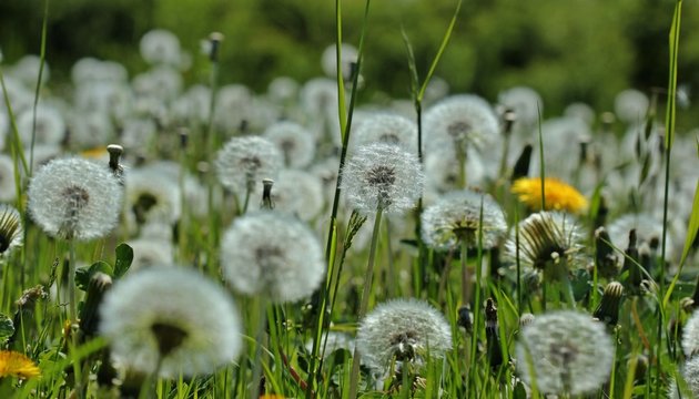 Pusteblumenwiese bilder – Bläddra bland 91 stockfoton, vektorer och ...