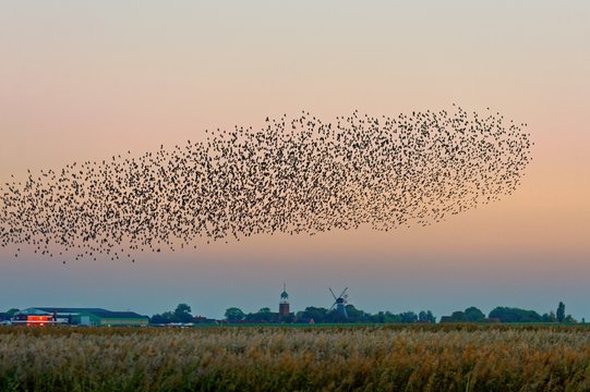 Vogelschwarm Bilder – Durchsuchen 537,463 Archivfotos, Vektorgrafiken ...