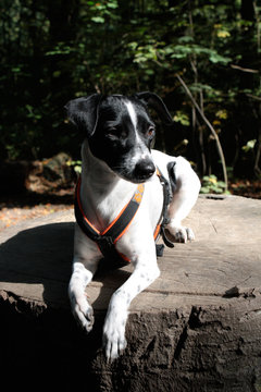 Dansky Images – Browse 11 Stock Photos, Vectors, and Video | Adobe Stock