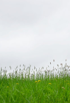 Imágenes de Futtergras: descubre bancos de fotos, ilustraciones ...