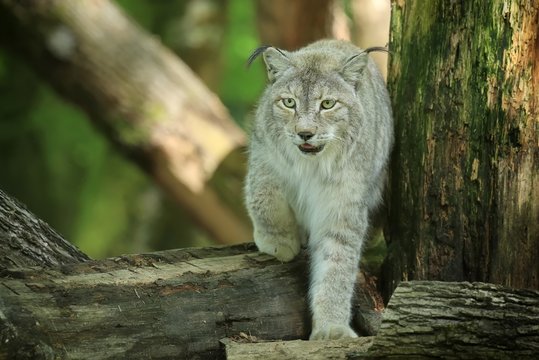 Guetter Images – Parcourir 519 le catalogue de photos, vecteurs et ...