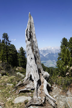 รูปภาพZirbenbaum – เลือกดูภาพถ่ายสต็อก เวกเตอร์ และวิดีโอ13 | Adobe Stock