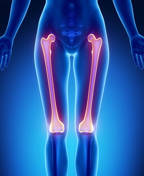 787 MEILLEURES Ischion IMAGES, PHOTOS ET ILLUSTRATIONS VECTORIELLES ...