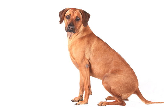 "Australian Ridgeback" Images – Browse 54 Stock Photos, Vectors, and ...