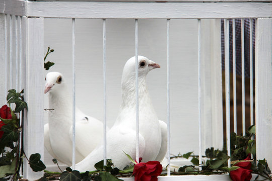 「Zuchttauben」の画像 - 145 件の Stock 写真、ベクターおよびビデオ | Adobe Stock