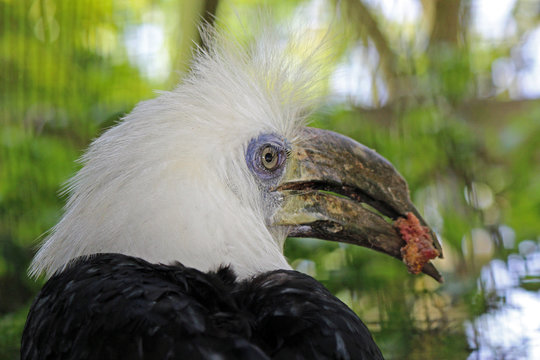 Kuif Images – Browse 36 Stock Photos, Vectors, and Video | Adobe Stock