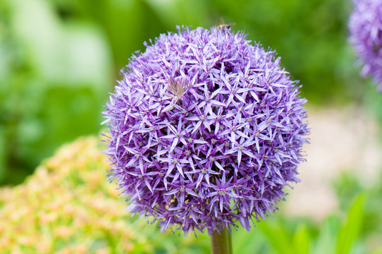 รูปภาพAlium – เลือกดูภาพถ่ายสต็อก เวกเตอร์ และวิดีโอ83,557 | Adobe Stock