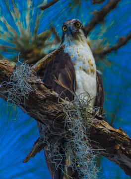 Osprey Eyes Images – Browse 4,721 Stock Photos, Vectors, and Video ...