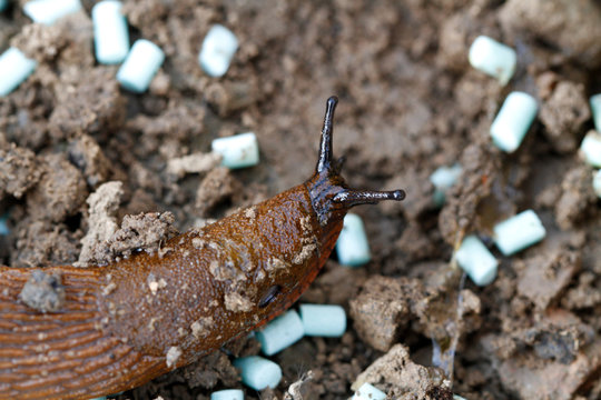 「Schleimer」の画像 - 59 件の Stock 写真、ベクターおよびビデオ | Adobe Stock