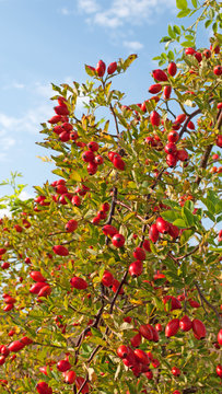 Hiffen bilder – Bläddra bland 318 stockfoton, vektorer och videor ...