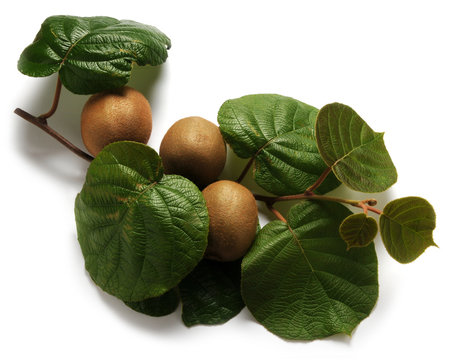 Quiuí Bilder – Durchsuchen 19 Archivfotos, Vektorgrafiken und Videos ...