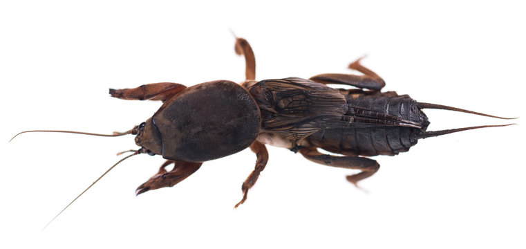 รูปภาพGrylloidea – เลือกดูภาพถ่ายสต็อก เวกเตอร์ และวิดีโอ274 | Adobe Stock