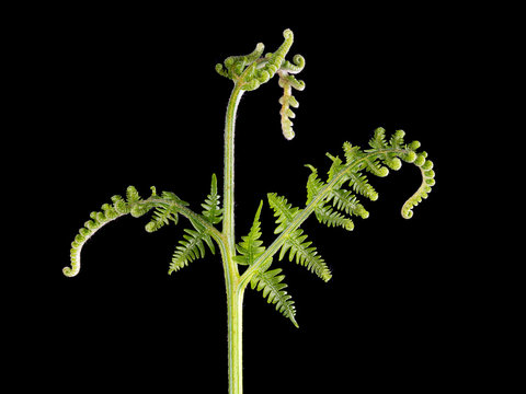 รูปภาพPteridium – เลือกดูภาพถ่ายสต็อก เวกเตอร์ และวิดีโอ1,350 | Adobe Stock