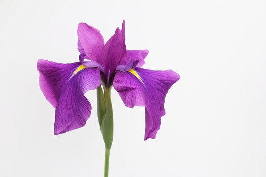 ショウブ Images – Browse 5,932 Stock Photos, Vectors, and Video | Adobe Stock