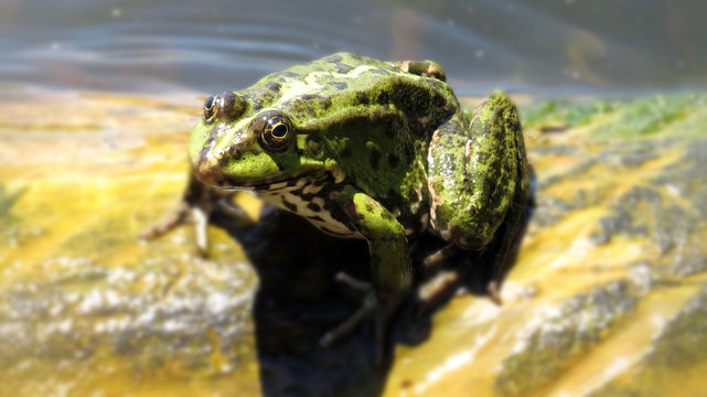 รูปภาพ"Green Frog" – เลือกดูภาพถ่ายสต็อก เวกเตอร์ และวิดีโอ17,097 ...