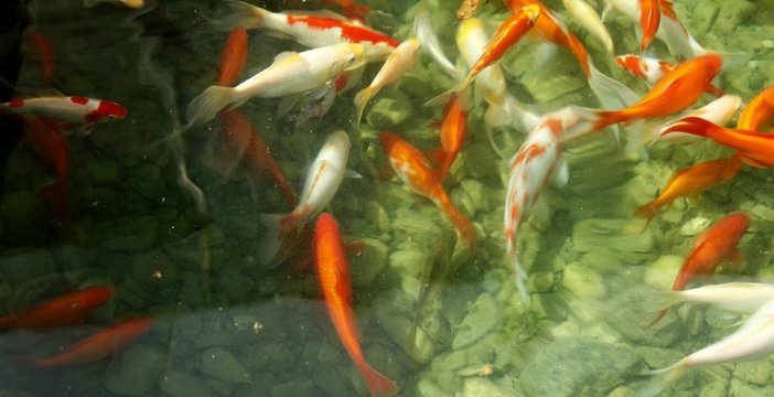 Karpie Images – Browse 37 Stock Photos, Vectors, and Video | Adobe Stock