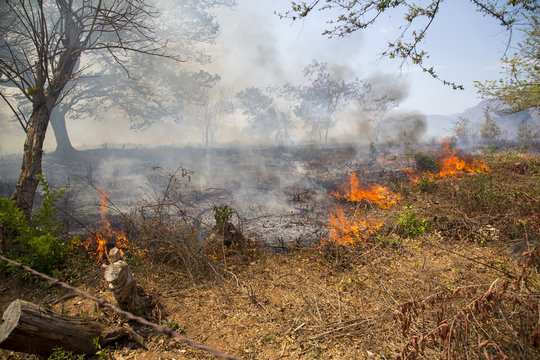 Brandrodung Bilder – Durchsuchen 2,380 Archivfotos, Vektorgrafiken und ...