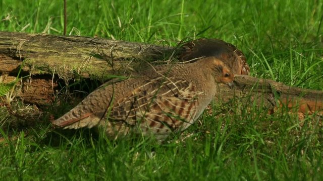 Rebhuhnkette-Bilder: Stock-Fotos & -Videos. | Adobe Stock