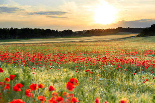 "Remembrance Poppy" Images – Browse 9,343 Stock Photos, Vectors, and ...