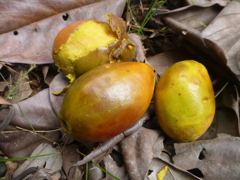 Umari Images – Browse 27 Stock Photos, Vectors, and Video | Adobe Stock