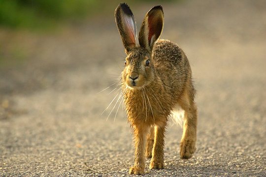 รูปภาพHasenbaby – เลือกดูภาพถ่ายสต็อก เวกเตอร์ และวิดีโอ248 | Adobe Stock