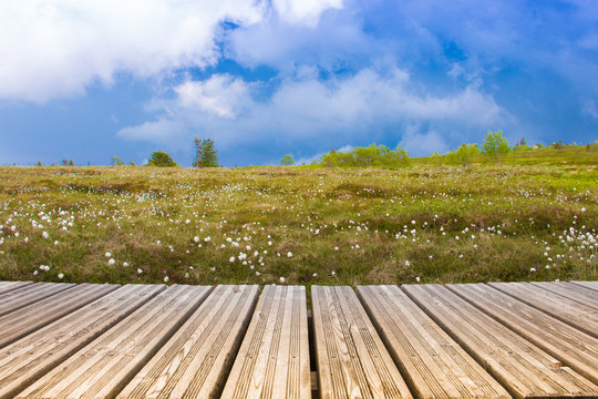 Wollblumen Imagens – Procure 12 fotos, vetores e vídeos | Adobe Stock