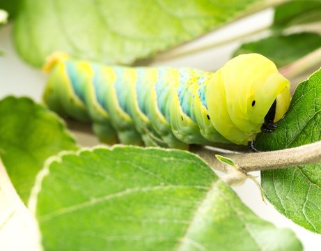 "Mulberry Bush" Images – Browse 295 Stock Photos, Vectors, and Video ...