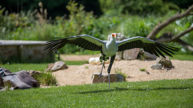 "Secretary Bird" Images – Browse 4,025 Stock Photos, Vectors, and Video ...