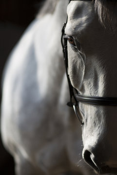 Springpferde Bilder – Durchsuchen 981 Archivfotos, Vektorgrafiken und ...