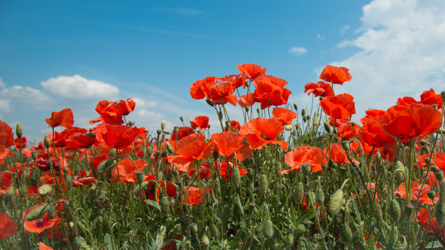 Mohnblumenfeld 이미지 – 찾아보기 1,501 스톡 사진, 벡터 및 비디오 | Adobe Stock