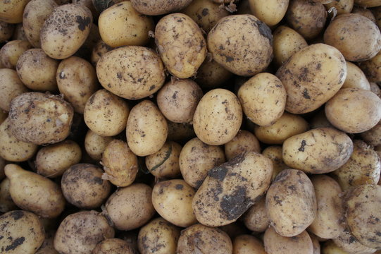 รูปภาพPatato – เลือกดูภาพถ่ายสต็อก เวกเตอร์ และวิดีโอ1,250 | Adobe Stock